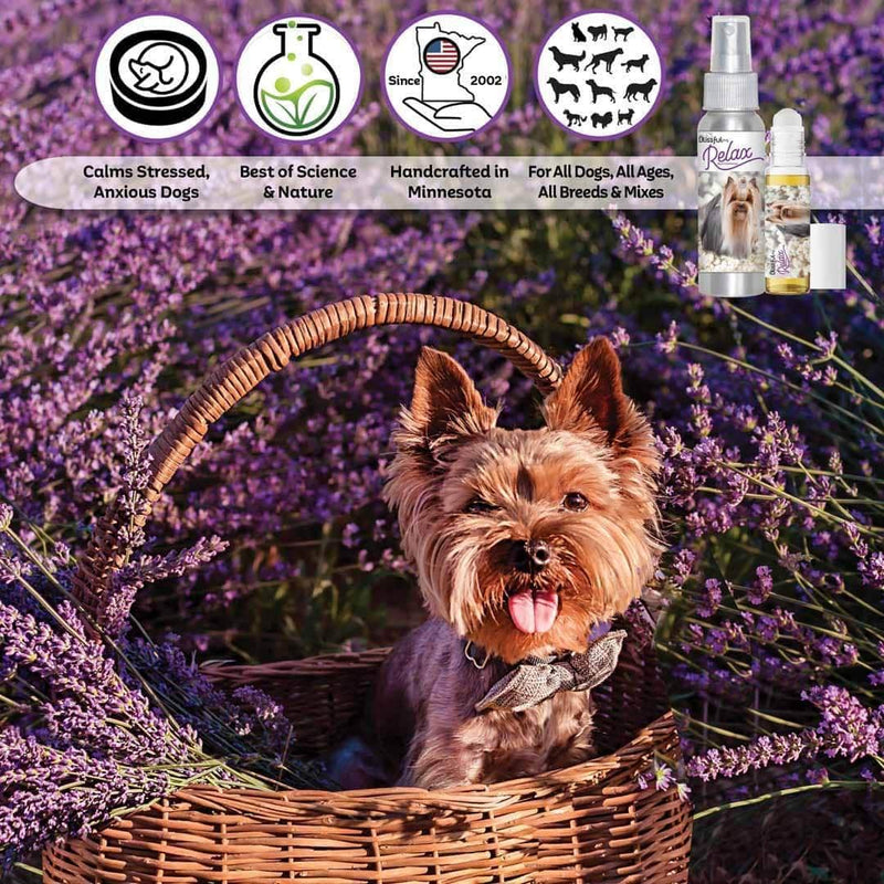 Is Your Yorkshire Terrier Afraid of Being Alone? Thunder? Fireworks ...